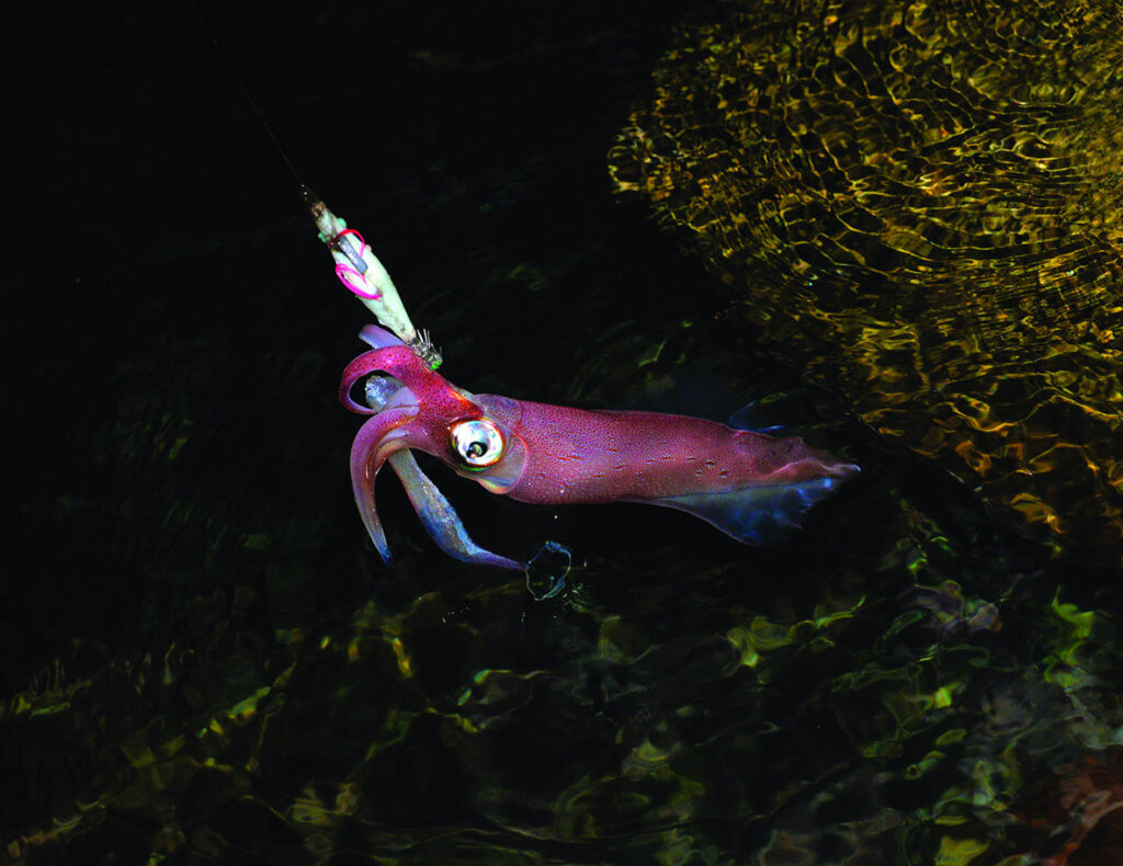 Faciliter la pêche des calamars du bord - Côt&Pêche