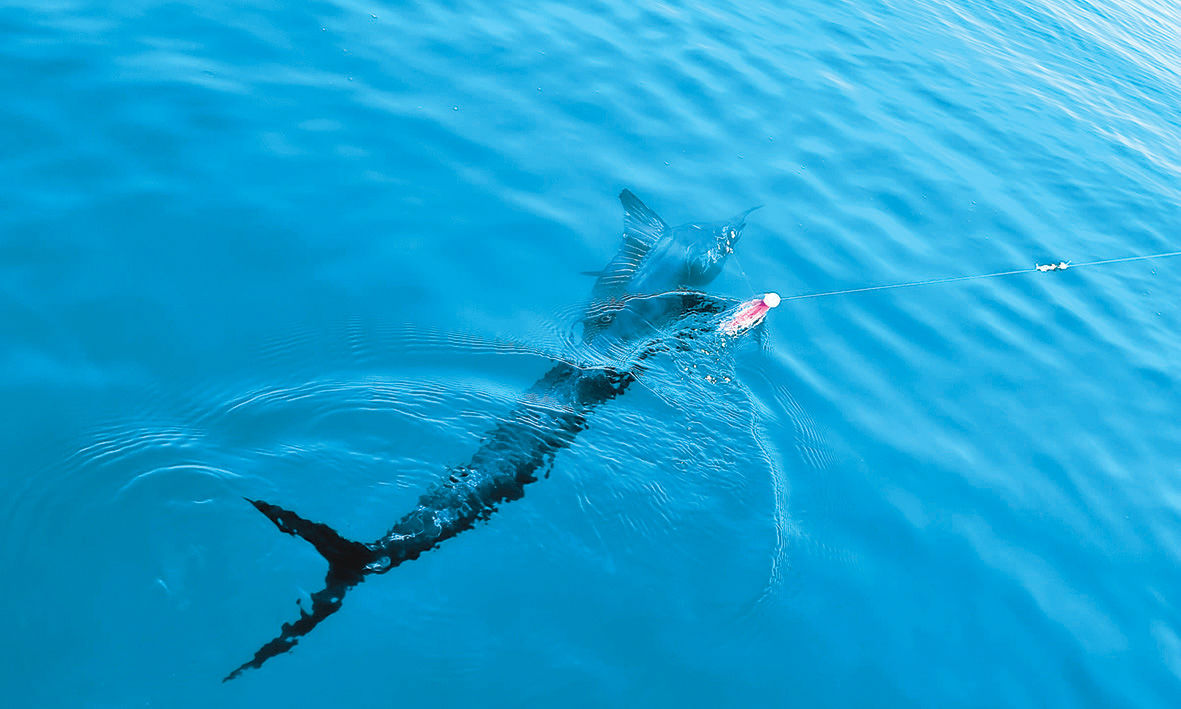 Pêcher le marlin en Méditerranée : lorsque le rêve devient réalité ...